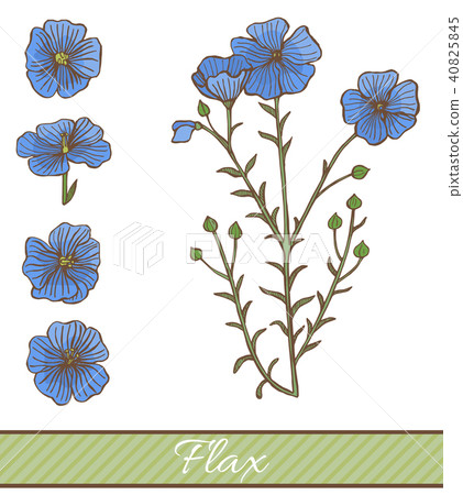 Colored Flax in Hand Drawn Style - Stock Illustration [40825845] - PIXTA
