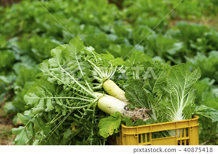 Harvest of radish in Hokkaido field - Stock Photo [40875418] - PIXTA