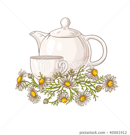 chamomile tea illustration - Stock Illustration [40881912] - PIXTA