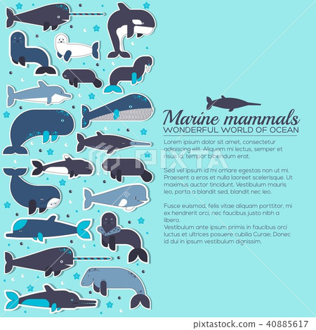 Marine Mammals List Pacific Coast Field Identification Guides From