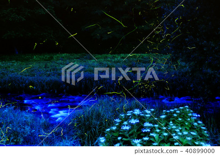 Genji Genji - Stock Photo [40899000] - PIXTA