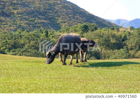 Cow of Yangmingshan Taiwan - Stock Photo [40971560] - PIXTA