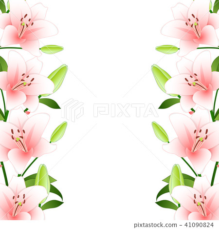 Pink Lily Border on White Background - Stock Illustration [41090824 ...