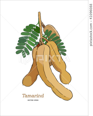 tamarind hand draw sketch vector. - Stock Illustration [41096088] - PIXTA
