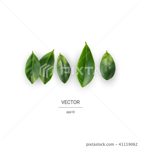 Realistic Leaf Vector Icons - Stock Illustration [41119062] - PIXTA