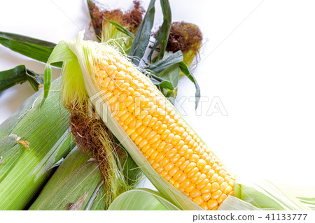 Corn, Corn, Gold Rush - Stock Photo [41133777] - PIXTA