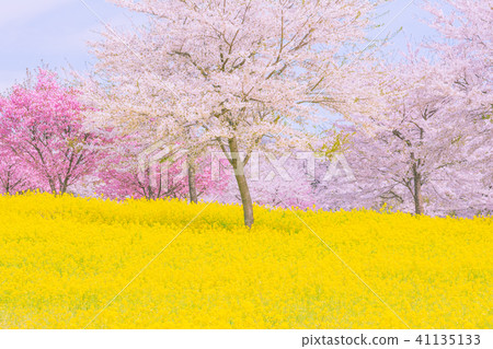 Spring landscape in Japan - Stock Photo [41135133] - PIXTA