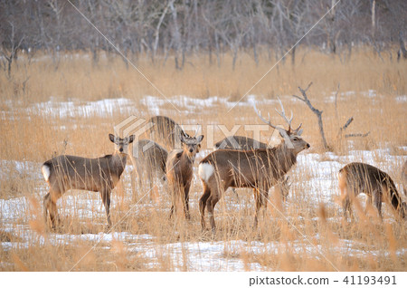 Ezo deer in winter - Stock Photo [41193491] - PIXTA