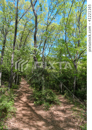 Fresh green of a miscellaneous tree - Stock Photo [41221165] - PIXTA
