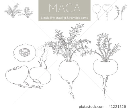 Maka's line drawing (digital trace) - Stock Illustration [41221826] - PIXTA