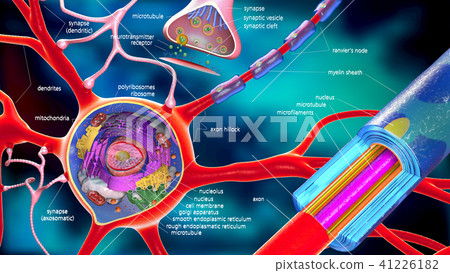 neuron and cell-building with descriptions - Stock Illustration ...