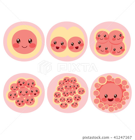 Fertilized Egg Cell Division - Stock Illustration [41247167] - PIXTA