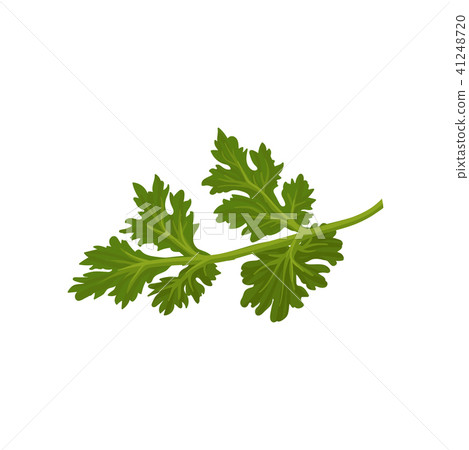 Flat vector icon of fresh green cilantro.... - Stock Illustration ...