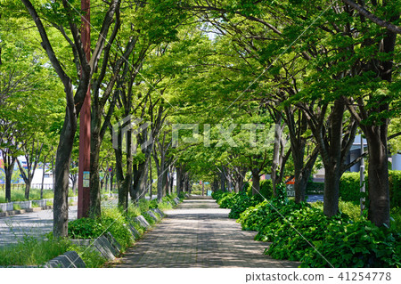 Fresh green street tree - Stock Photo [41254778] - PIXTA