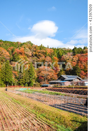 Simple countryside landscape (autumn) - Stock Photo [41397609] - PIXTA