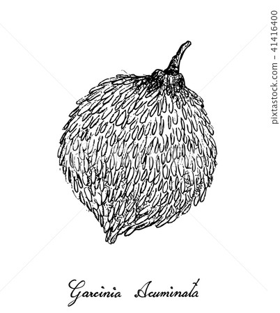 Garcinia Acuminata Fruit on White Background - Stock Illustration ...