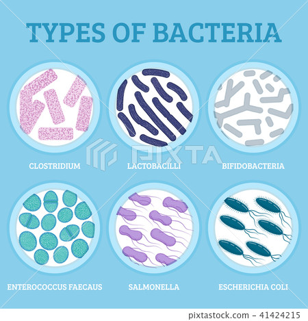 Types of gut bacteria - Stock Illustration [41424215] - PIXTA