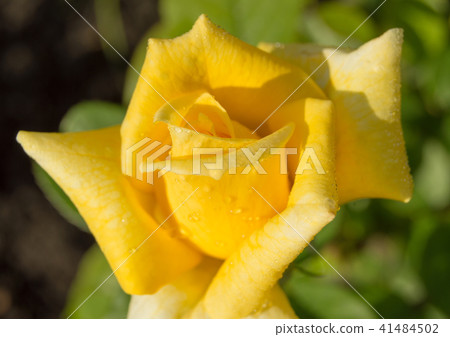 Yellow Roses With Water Drops