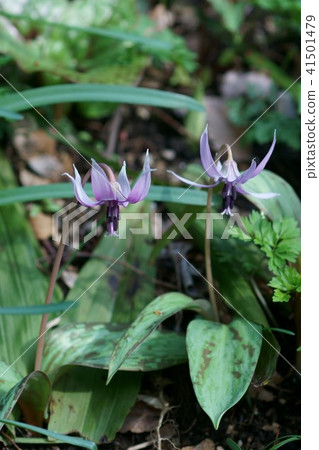 Katakuri Katakuri The language of flowers "to... - Stock Photo ...