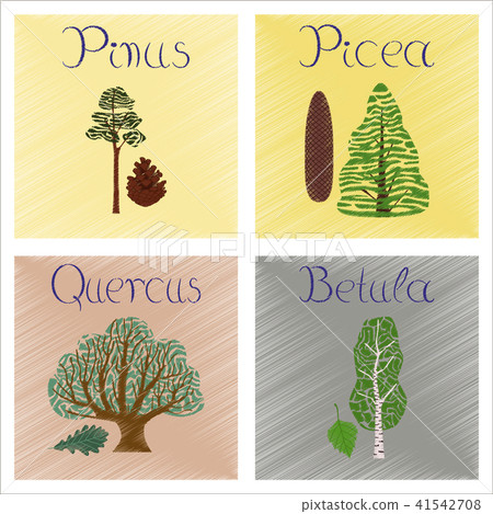 Illustrations Pinus Picea Quercus Betula - Stock Illustration [41542708 ...