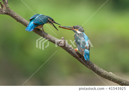 Kingfisher, bird, fish dog - Stock Photo [41543925] - PIXTA