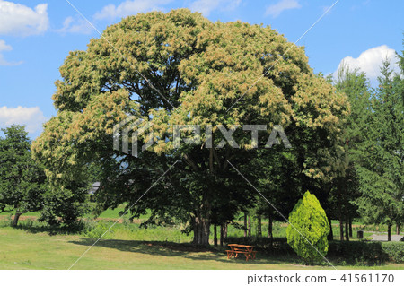 Large chestnut tree - Stock Photo [41561170] - PIXTA