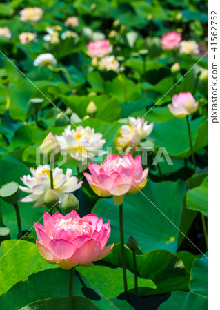 Unique Lotus Flower Wallpaper The Lotus Flower: A Symbol Of Nepali