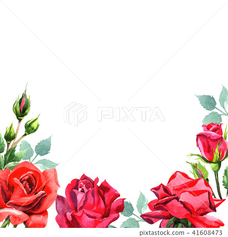Red hybrid rose. Floral botanical flower.Frame... - Stock Illustration ...