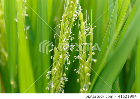 Rice flowers (August) - Stock Photo [41621994] - PIXTA