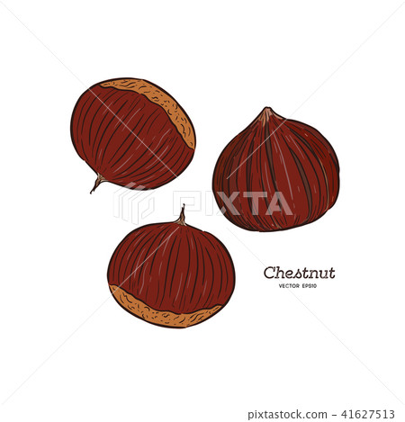 Chestnut illustration, engraving vector.-插圖素材 [41627513] - PIXTA圖庫