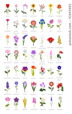 Your garden flowers guide infographic. Top 50 - Stock Illustration ...