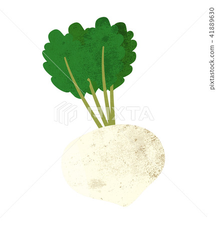 Turnip cub illustrator - Stock Illustration [41889630] - PIXTA