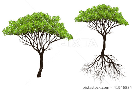 big tree with root - Stock Illustration [41946884] - PIXTA