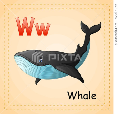 Animals alphabet: W is for Whale - Stock Illustration [42018966] - PIXTA