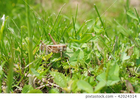 Grassland insects - Stock Photo [42024314] - PIXTA
