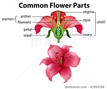Flower Diagram Science