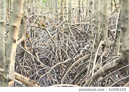 Abstract colorful branch tree watercolor painting-插圖素材 [42096109] - PIXTA圖庫