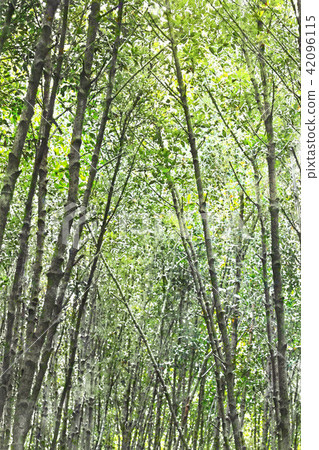 Abstract colorful branch tree watercolor painting - Stock Illustration ...