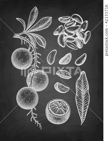 Chalk sketch of Brazil nut. - Stock Illustration [42155716] - PIXTA