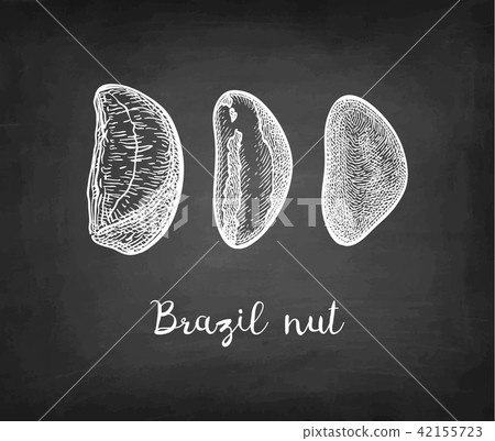 Chalk sketch of Brazil nut. - Stock Illustration [42155723] - PIXTA