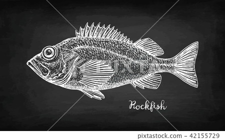 Chalk sketch of rockfish. - Stock Illustration [42155729] - PIXTA