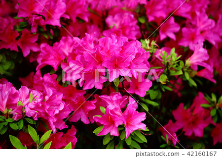 Hirado Azalea in full bloom Pink flower - Stock Photo [42160167] - PIXTA