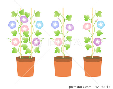 Asagao 10 - Stock Illustration [42190917] - PIXTA