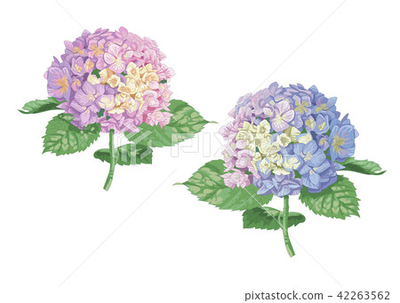 Vector highly detailed illustration of hydrangea - Stock Illustration ...