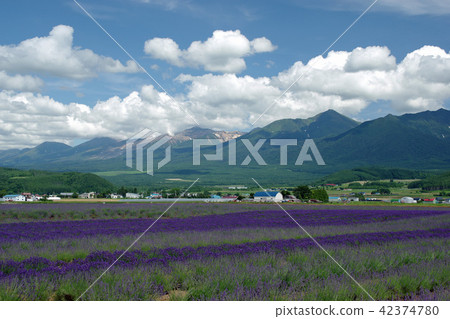 Furano lavender field and Tokachi dake mountains - Stock Photo ...
