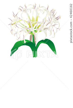 Flower of prefecture Miyazaki Hamayuu - Stock Illustration [42460182 ...