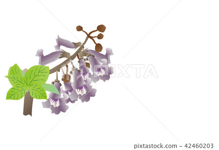Prefectural flowers Iwate Kiri - Stock Illustration [42460203] - PIXTA