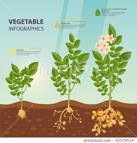 Infographic or infochart of potato growth stages - Stock Illustration ...