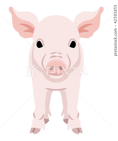 Pig front - Stock Illustration [42593855] - PIXTA