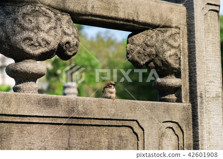 Sparrows in the 228 Park, Taiwan, Taipei,... - Stock Photo [42601908 ...